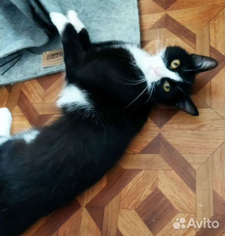 Котенок в дар