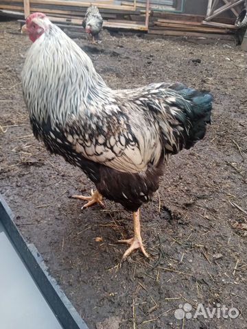 Петух породы виандот серебристо-окаемленный