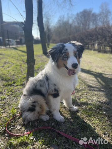 Щенок австралийской овчарки(аусси)