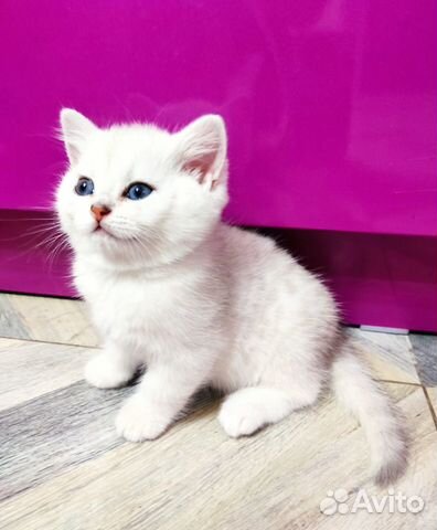Британский котёнок серебристая шиншилла