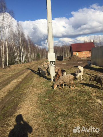 Чешский козлик