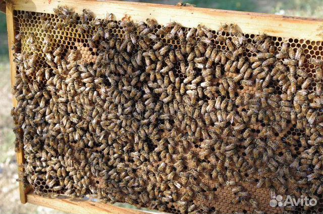 Продам пчел породы Бакфаст, Карника