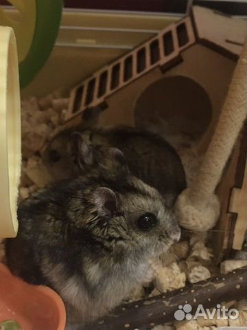 Джунгарский хомяк