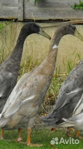 Утята индийский бегунок