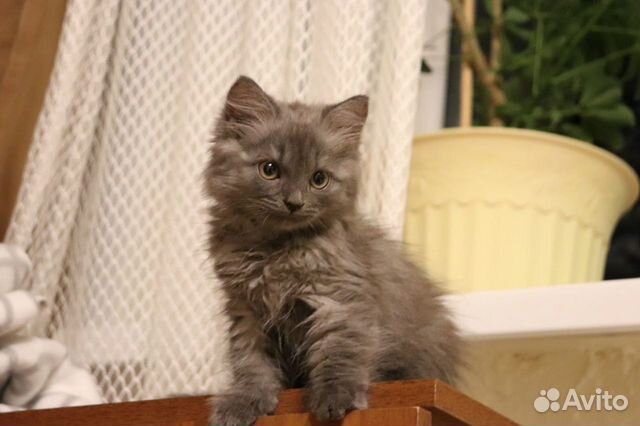Продаю котят