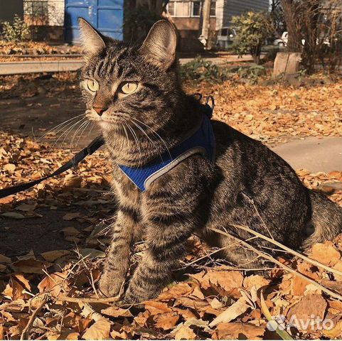 Отдам кота в добрые руки