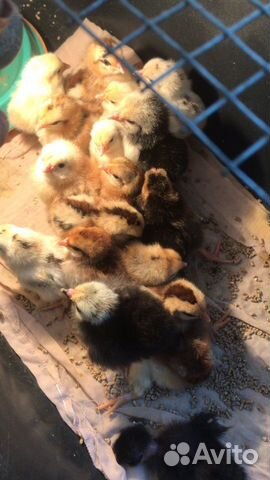 Цыпленок карликовой курицы породы Бентамка