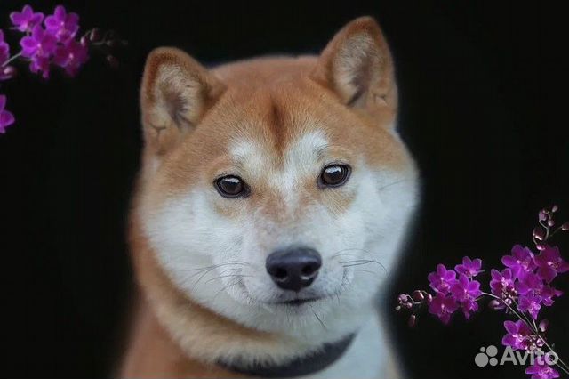 Сиба ину Широ в дар