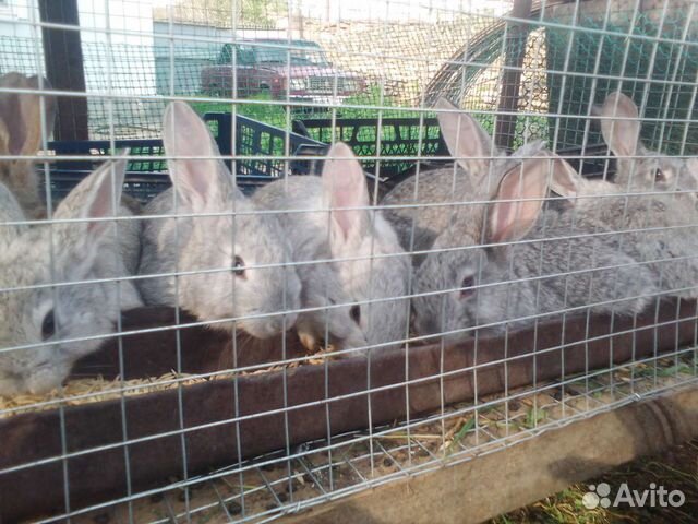 Кролики 1,5месяца