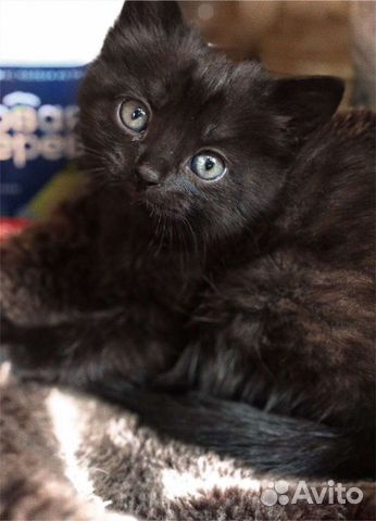 Котëнок в дар