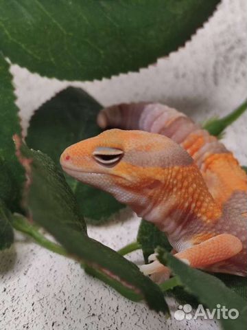 Гемитеконикс