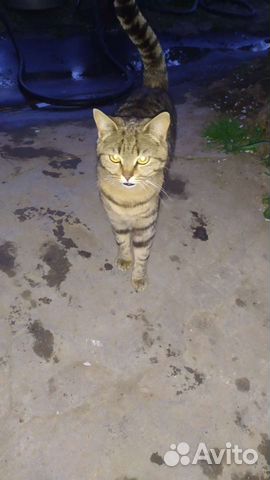 Европейская кошка