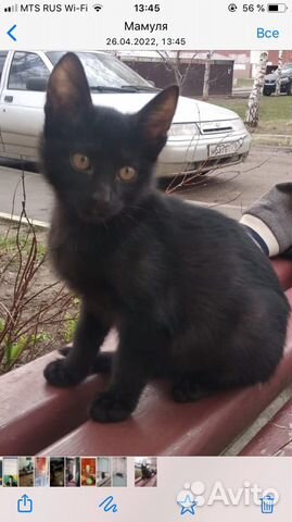 Котята 2- мальчик и девчока очень смышленые