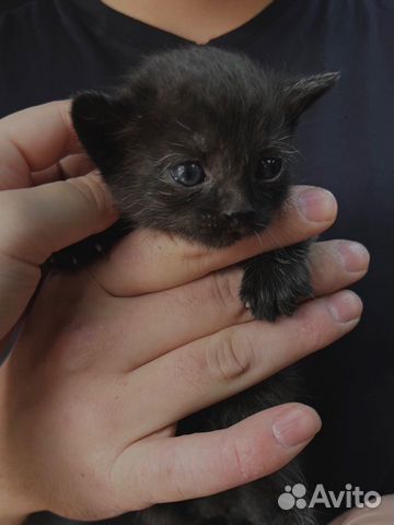 Спокойный черный котенок Найт ищет дом, 1 мес