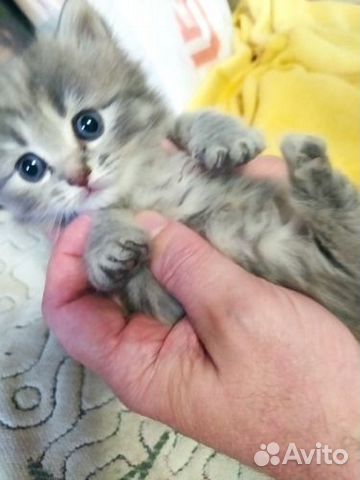 Чудные котятки