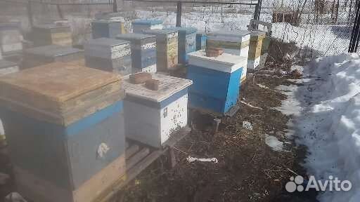 Продам зимовалые пчелосемьи
