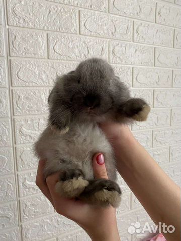 Декоративные крольчата вислоушки