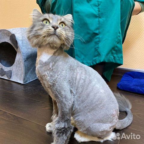 Что за лев этот тигр) Сибирский кот в дар