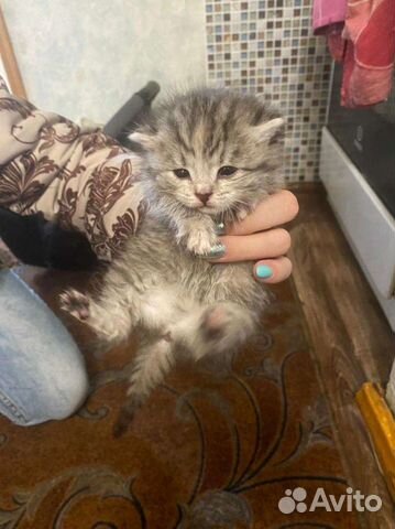 Котенок в добрые руки