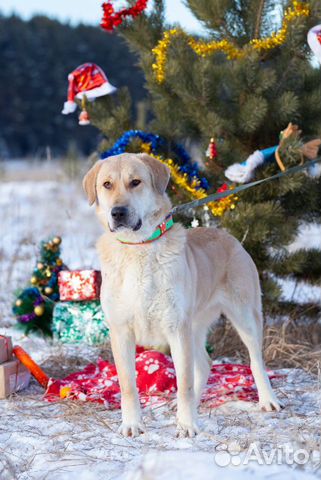Шейла - крупная собака