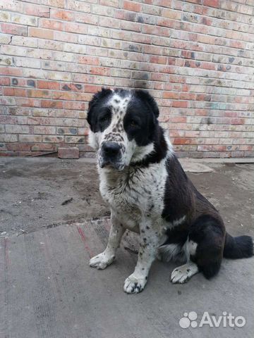 Сао, Алабай, вязка