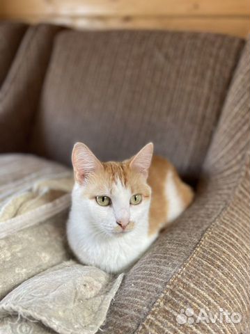 Трогательная кошечка Мариса ищет дом