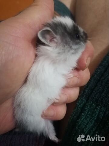 Ангорские хомячки