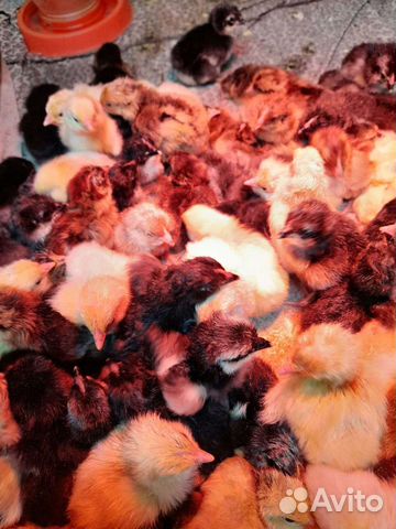 Цыпленок суточный