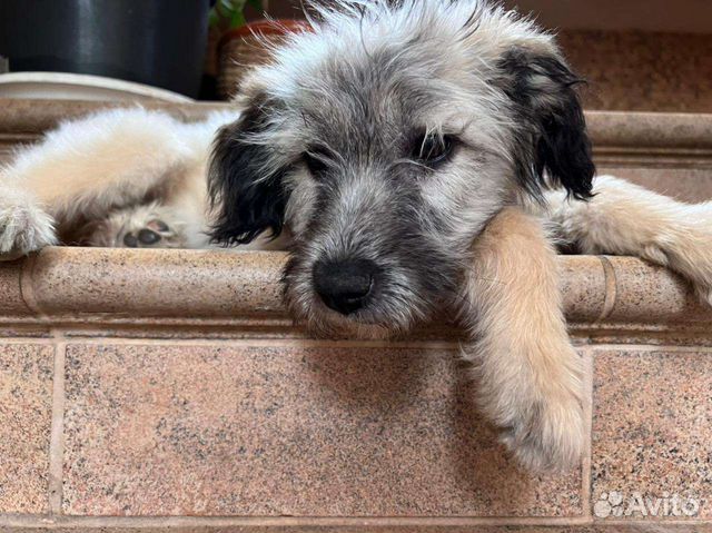 Щенки метисы в добрые руки