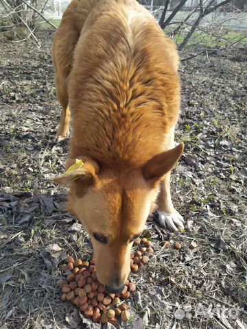 Чья собака рыжая красавица