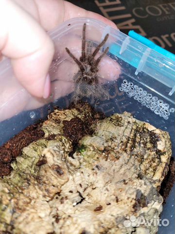 Паук птицеед