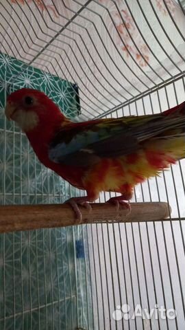 Попугай Розелла