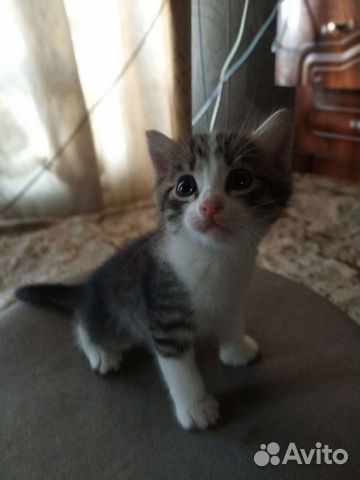Котята мальчик и трёхцветная девочка бесплатно