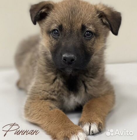 Ласковый щенок мальчик в добрую семью