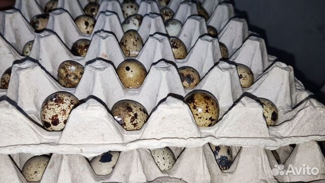Продается яйцо инкубационное перепелки