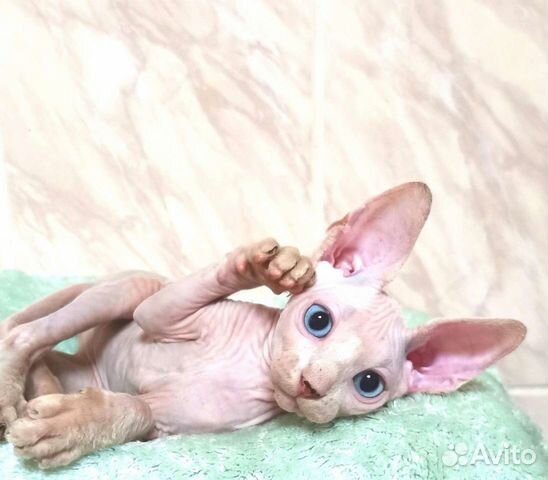 Канадский сфинкс Голубоглазый ангел