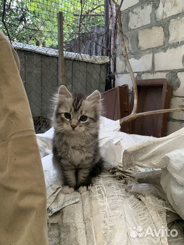 Отдам котенка в добрые руки