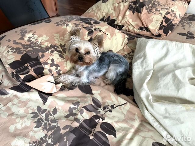 Йоркширский терьер