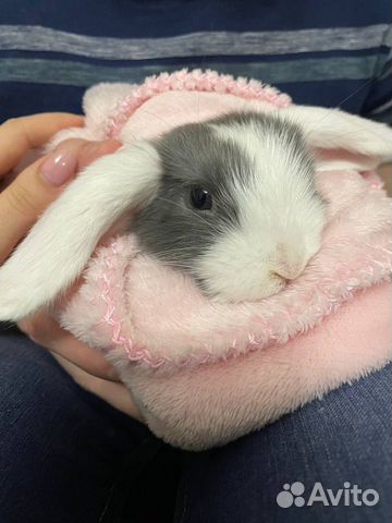 Декоративные кролики