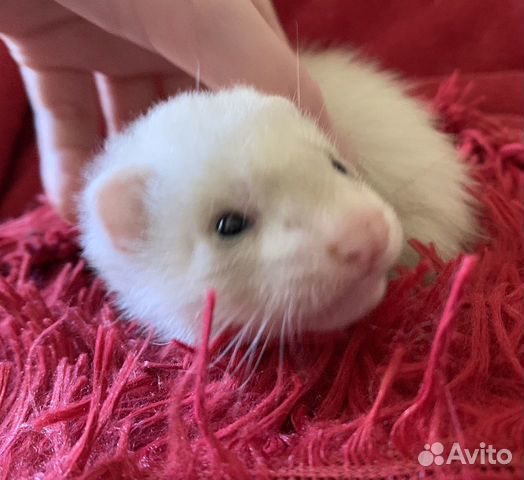 Хорята разных возрастов