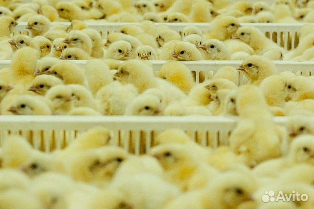 Суточные цыплята бройлеры кобб 500 опт