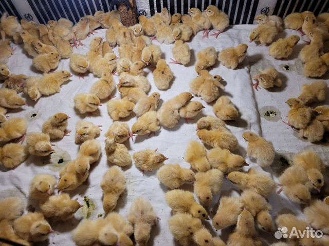 Цыпленок перепелки