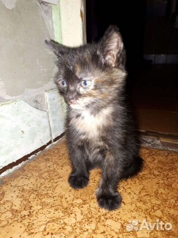 Чёрная чудо девочка