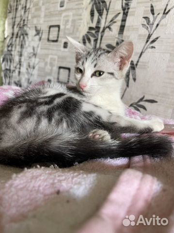 Ушастый котенок в добрые руки