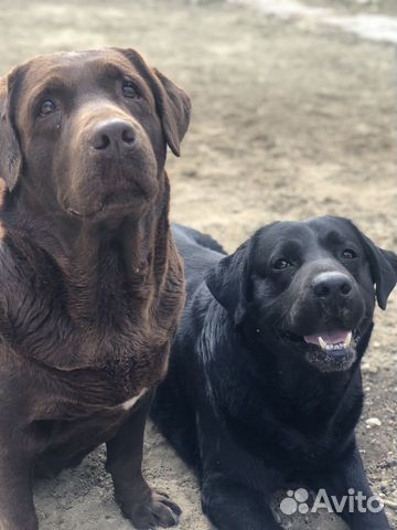 Потерялась собака лабрадор