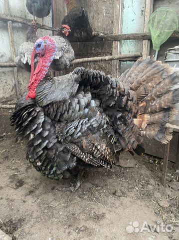 Индюки на племя