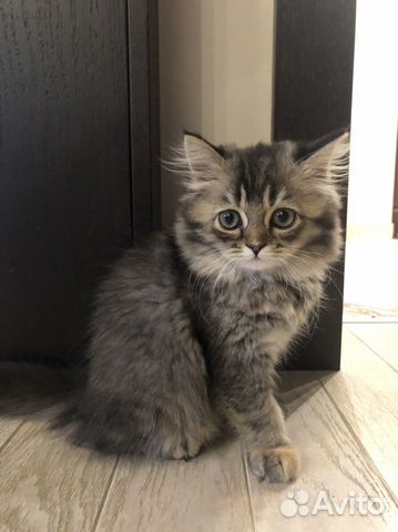 Шотландский котенок хайленд страйт