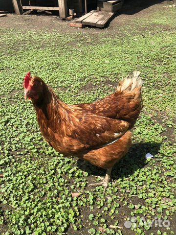 Куры несушки молодки