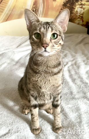 Кошечка саванна