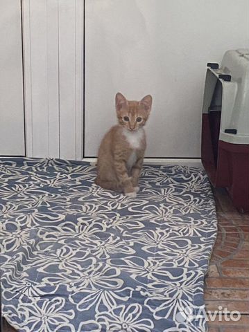 Котята в добрые руки, 2 месяца